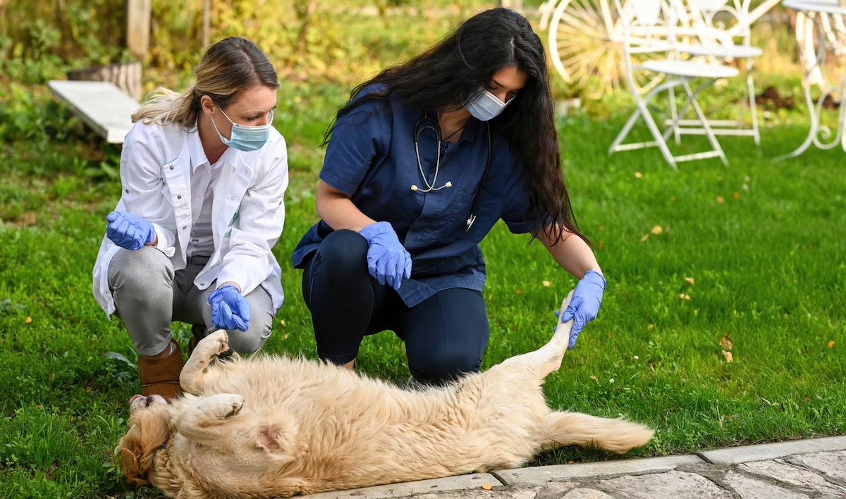 Devenir soigneur animalier : tout ce qu'il faut savoir avant de se ...